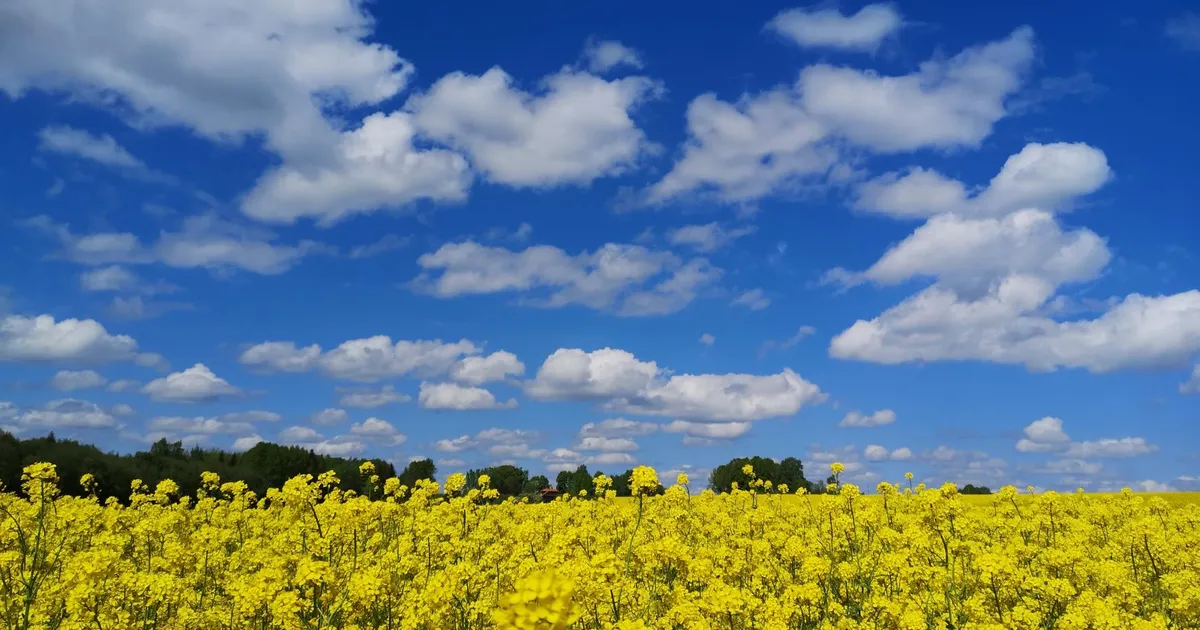 Rapsi ja rüpsi kasvupind suurenes oluliselt