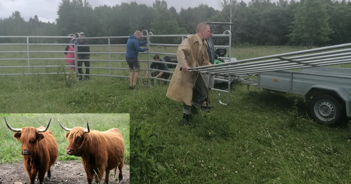 Talgulised paigaldasid Mäetaguse tammiku mägiveistele kogumisaiad