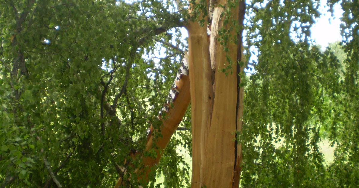 On alles jõud: piksenool lõi vana kasepuu pilbasteks