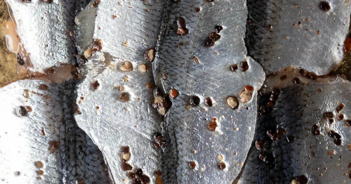 Vürtsikilufileede mekkimine: milline filee maitseb kõige paremini?