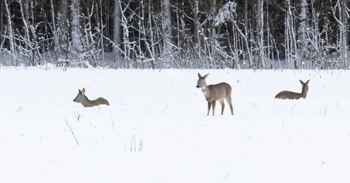 Päästjad abistasid koduaeda lõksu jäänud metskitse