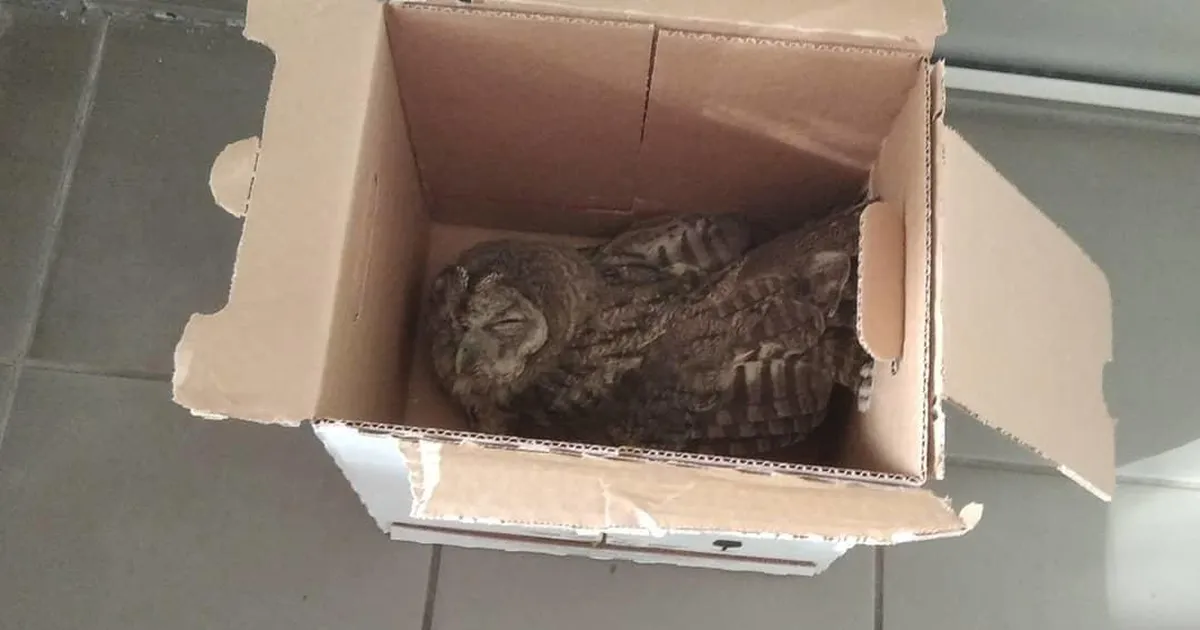 Raamatukogu juurest leiti vigastatud kodukakk