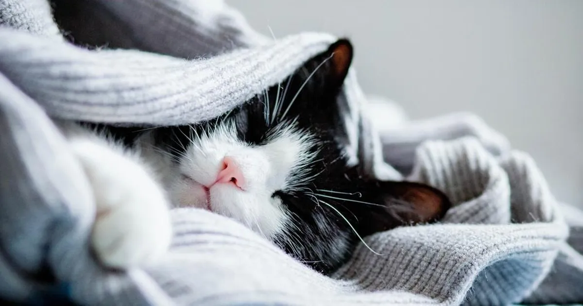 Miks su kass magab sinu voodis ja mida ütleb tema asend?