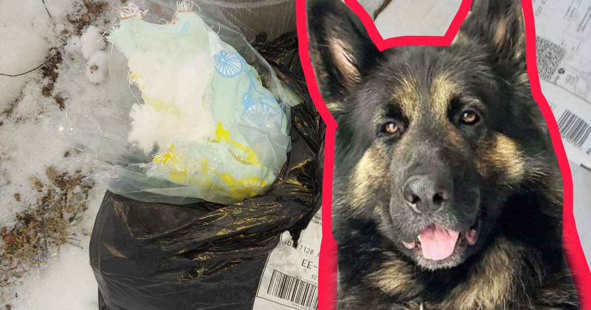 KAHETSUSVÄÄRNE Kuller lennutas tellitud pakid naabri aeda. «Edasi ...