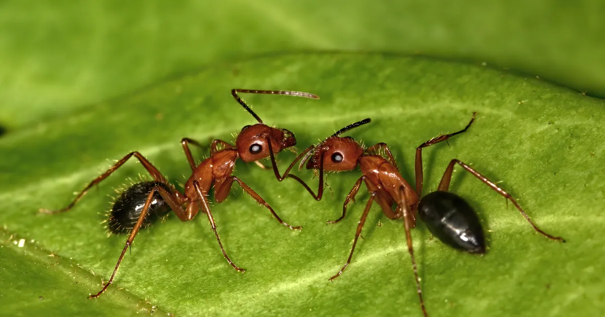 TEINE LIIK INIMESE KÕRVAL Sipelgad teevad oma kaaslastele elupäästvaid ...