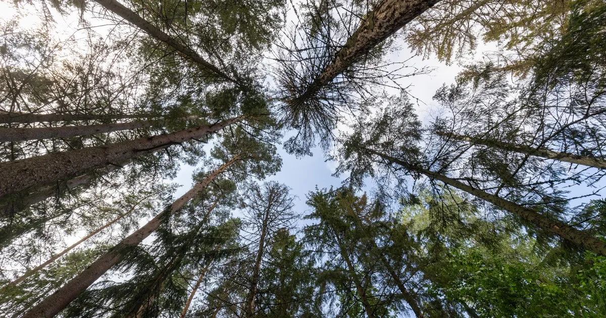 TIPP 40 Suurima kasumiga ettevõtted 2024