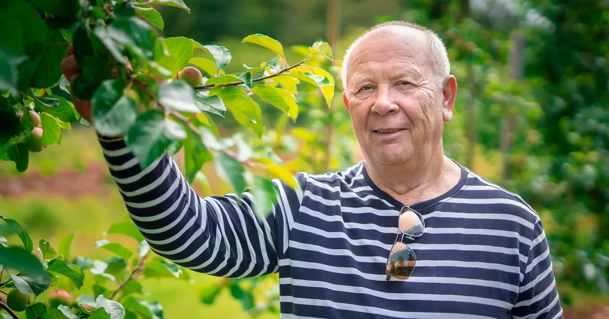 Omanik pani Saaremaa suurima õunaaia müüki