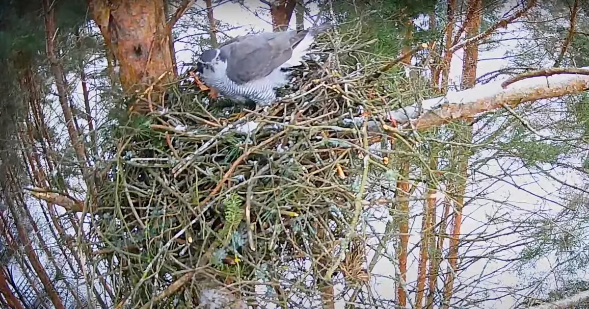 OTSEPILT Kanakullipaar Ruudi ja Alla naasis kaamera ette, peagi on ...