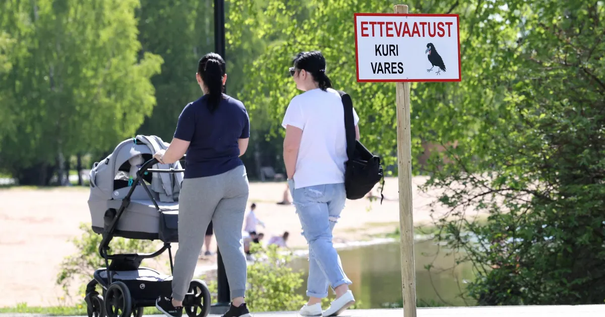 Anne Kanali ääres Pesitsev Vares Hoiab Tartlasi Hirmuvalitsuse All