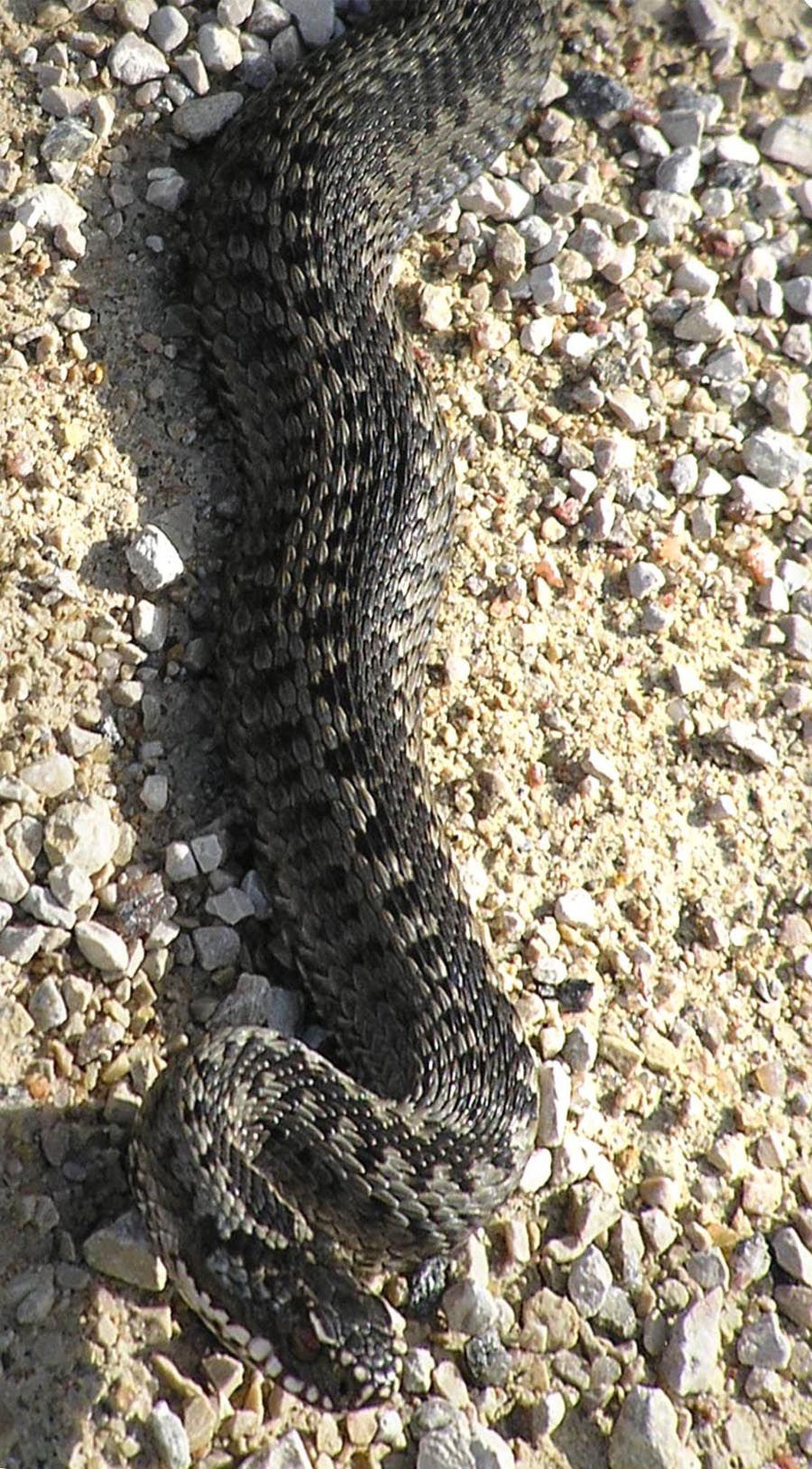 Rästiku salvamine võib jääda märkamata