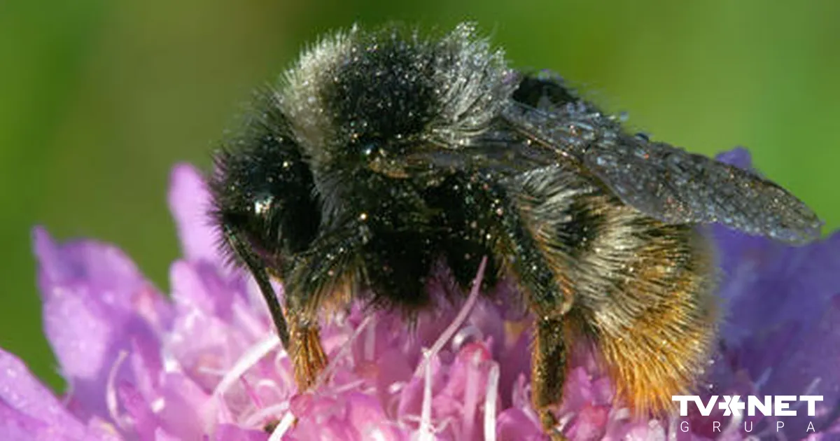 2024. gada kukainis – lielacu kamene