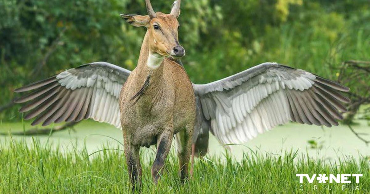 Fotogrāfs uzņem neticamu attēlu, radot Pegaza optisko ilūziju