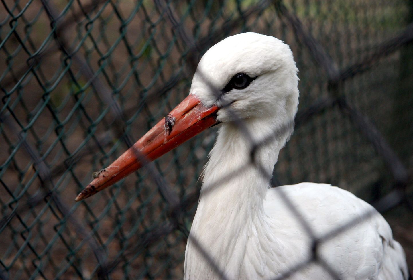 Kokneses apkārtnē šonedēļ novērots baltais stārķis