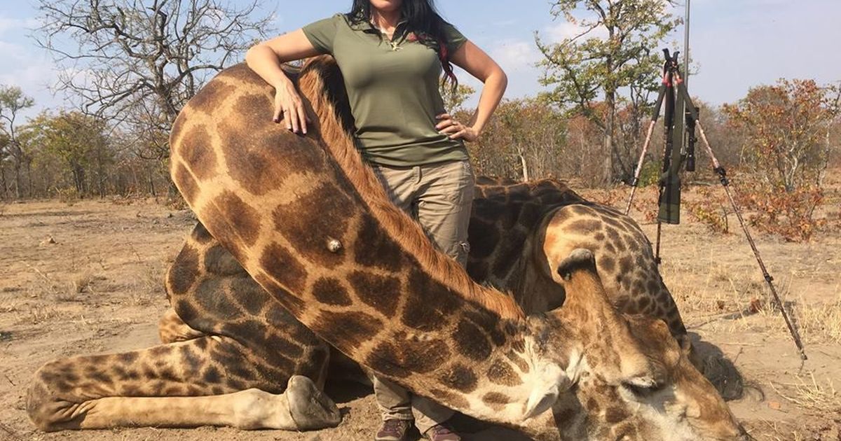 Aafrikas küttimisreisil käinud USA naine: kaelkirjakud on väga ohtlikud ...