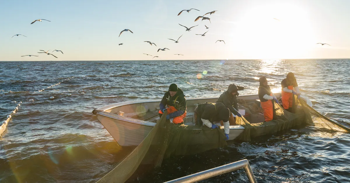 Kaladest on ainukesena heas seisundis räim