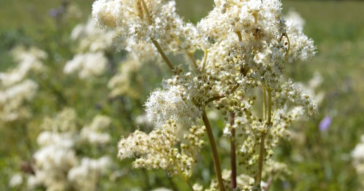 Angervaks aitab liigeseid ja puhastab organismi