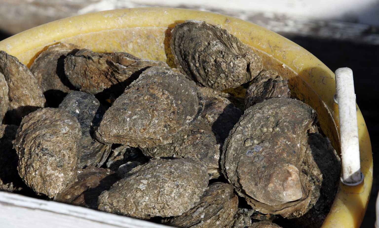 Herpes hävitab Prantsusmaa austrikasvatusi