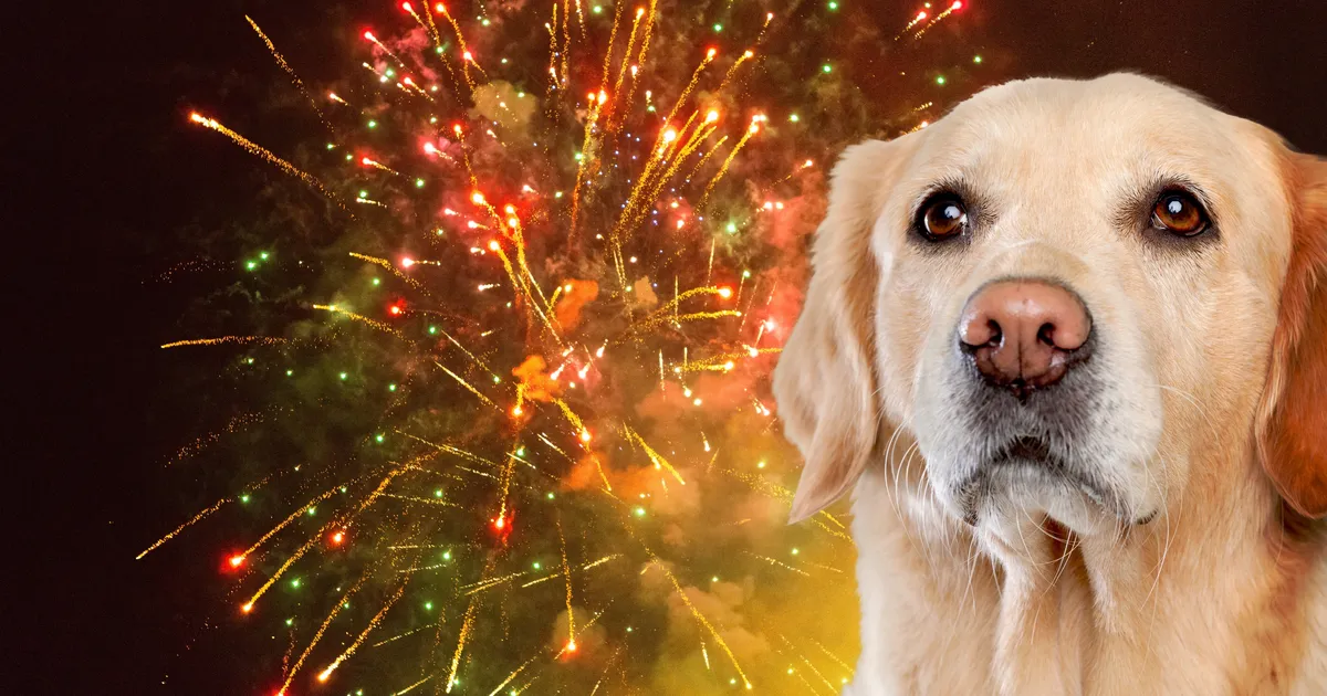 Kasulikud nipid, kuidas koer ja kass ilutulestiku ajal rahulikuna hoida