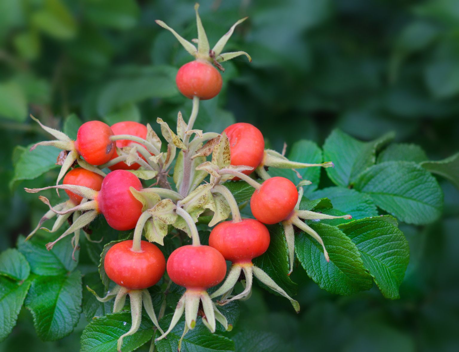 10 märki, et sind kimbutab C-vitamiini vaegus