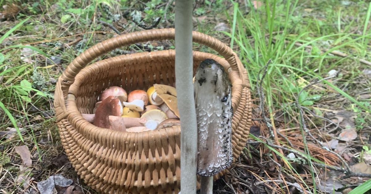 LOODUSKALENDER Niiskus tõi seened, aga marju mitte