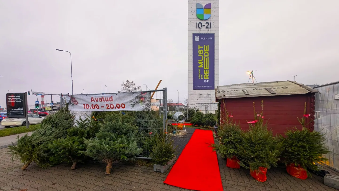 OH, KUUSEPUU! Kui palju jõulupuud sel aastal maksavad?