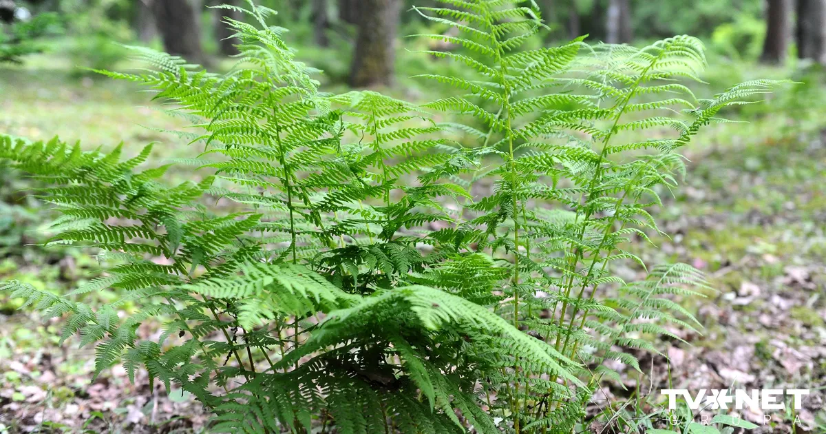 Visskaistākās papardes zied... purvā! Sabiedrībā zināmi mīlnieki ...