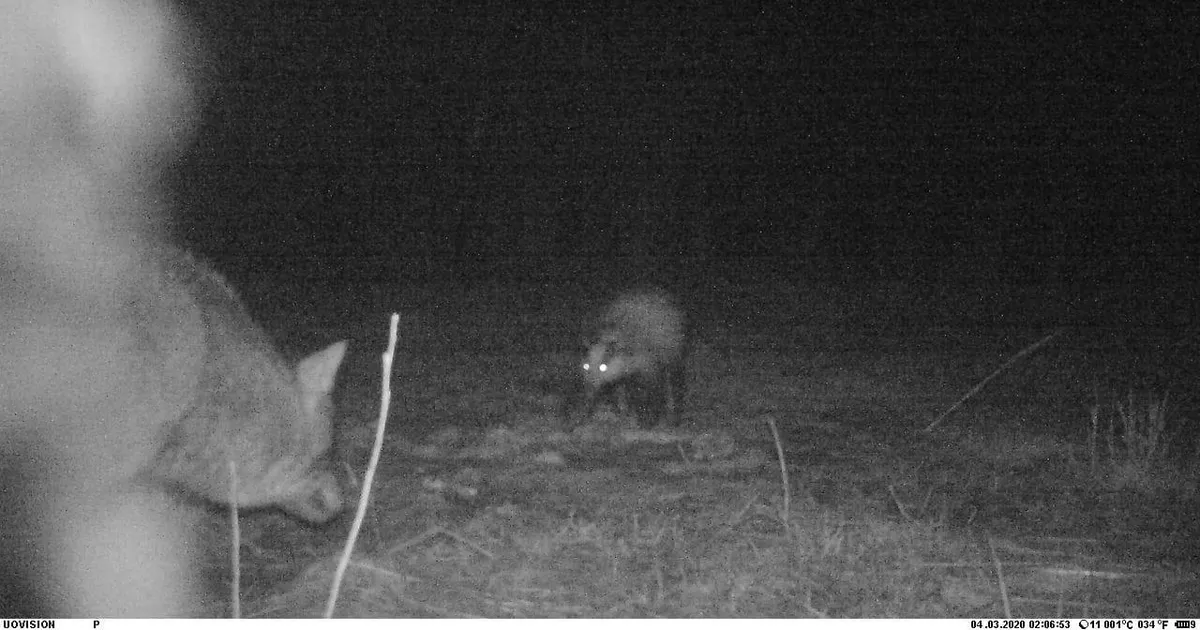 Pildid: hunt pistis rajakaamera ees mägra pintslisse