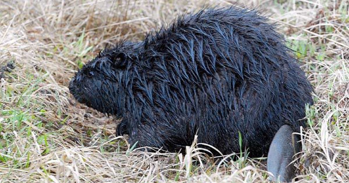 Suur tark rott väärib ehituskunsti peapreemiat - Arhiiv - Sakala