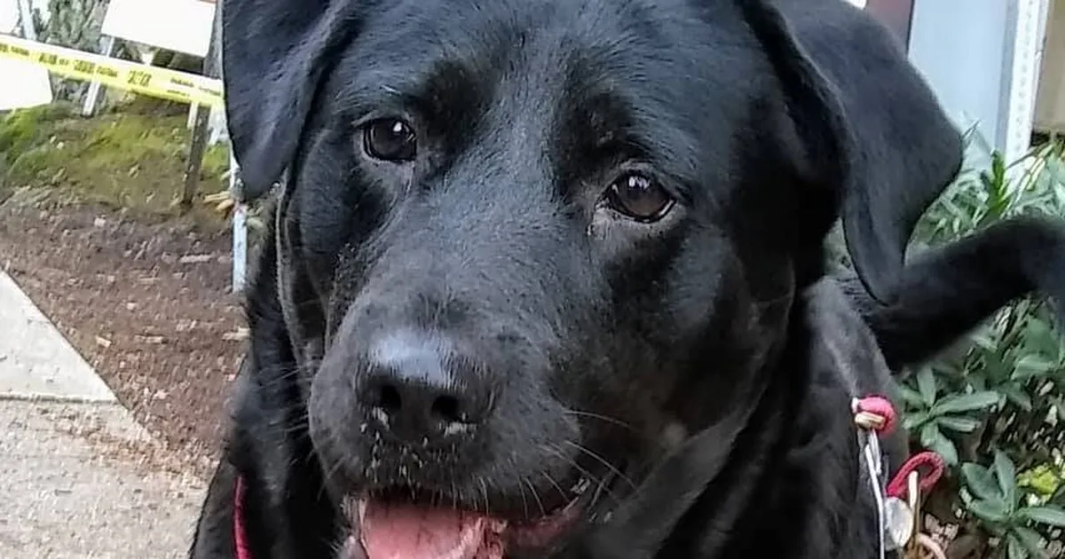 Suri maailmakuulus koer, kes oskas üksi bussiga sõita