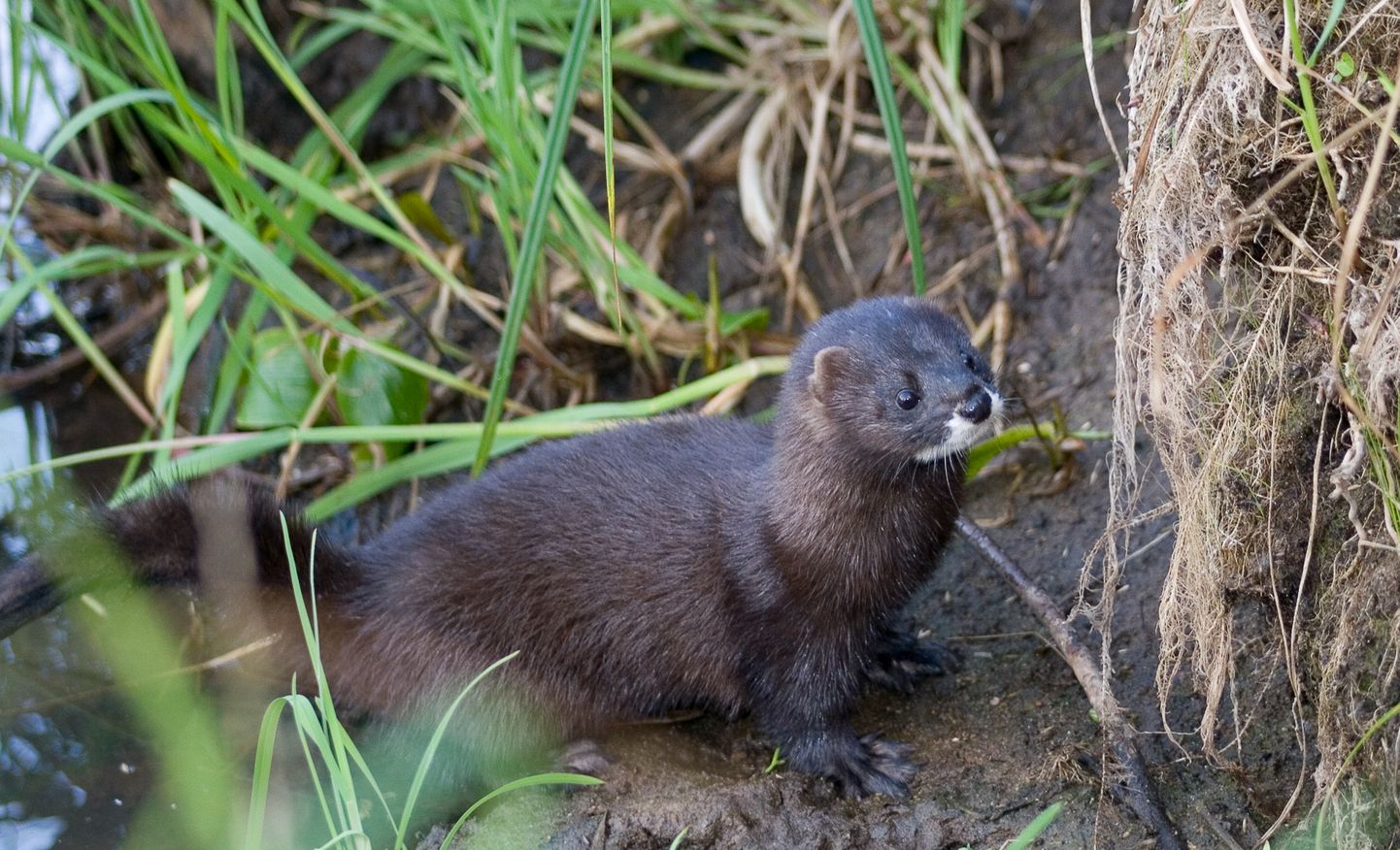 Saarlastel poleks naaritsa siia kolimise vastu midagi