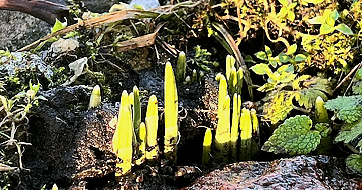 PÄEVAPILT Lumikellukese beebid