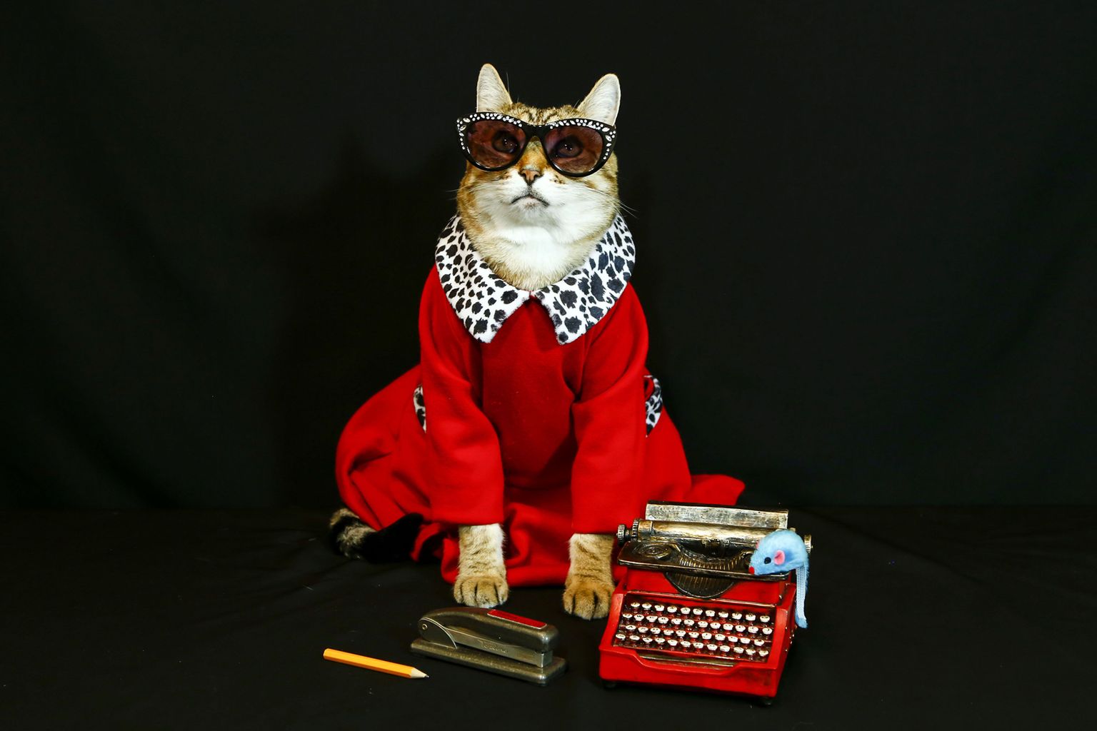 Lõbus video: milline oleks kasside supermarket?