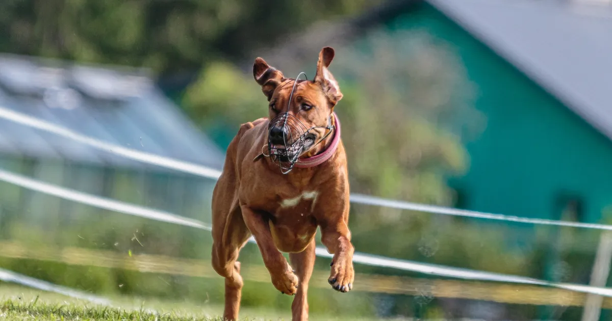 Eestis kogub populaarsust põnev koerte spordiala. Puudu on vaid...