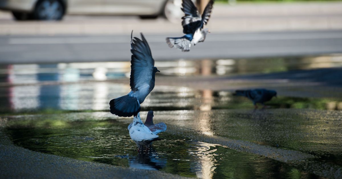 Vilde teel voolab juba mitu päeva puhas vesi - Tallinn - Postimees ...