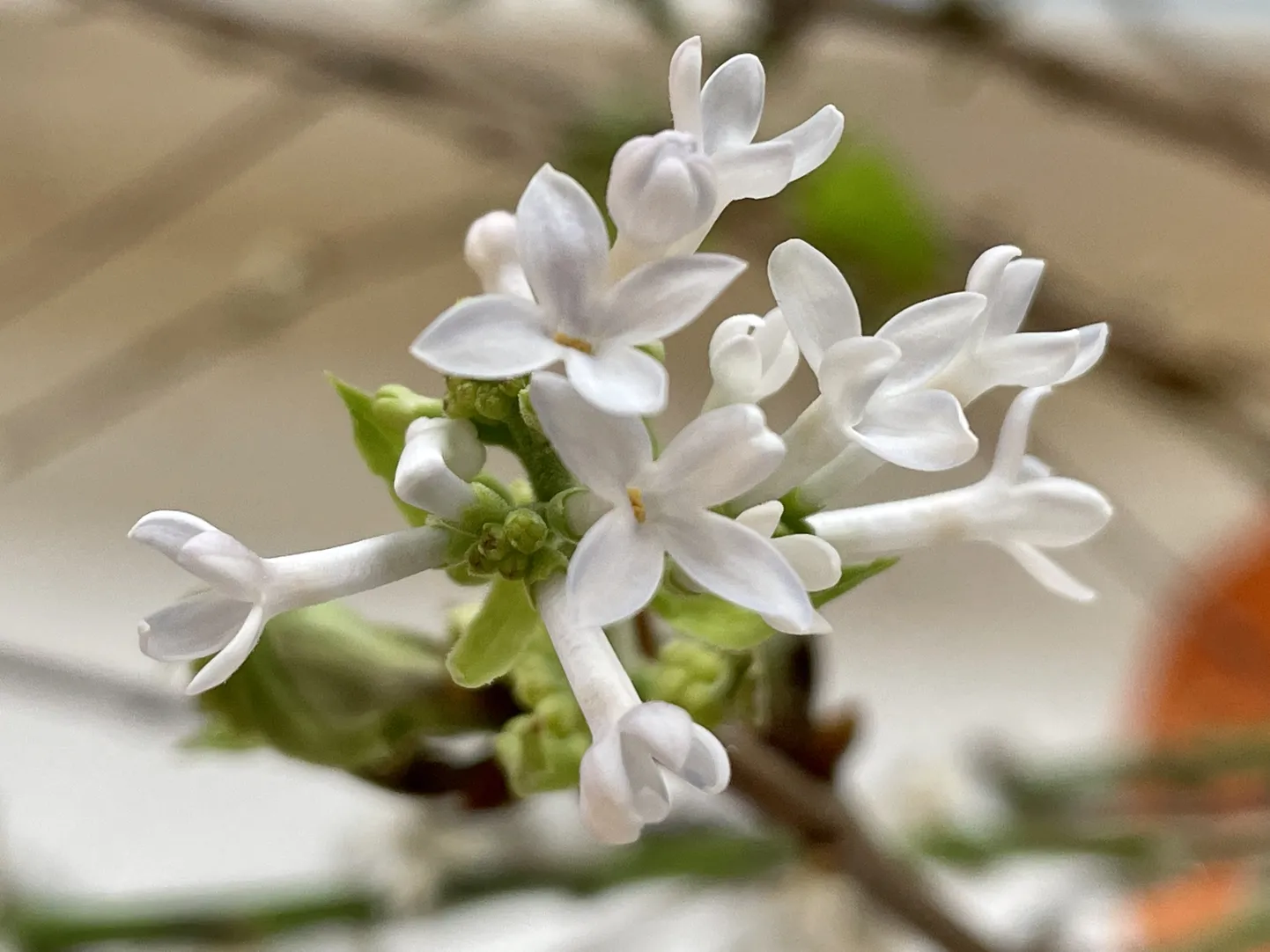 PÄEVAPILT Kevadel tasub ikka erinevaid oksi vaasi tuua, sest kunagi ei ...