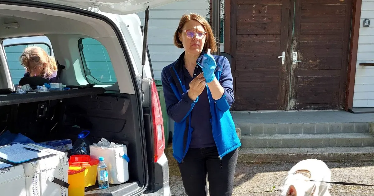 Ida-Virumaal vaktsineeriti marutaudi vastu 274 lemmikut
