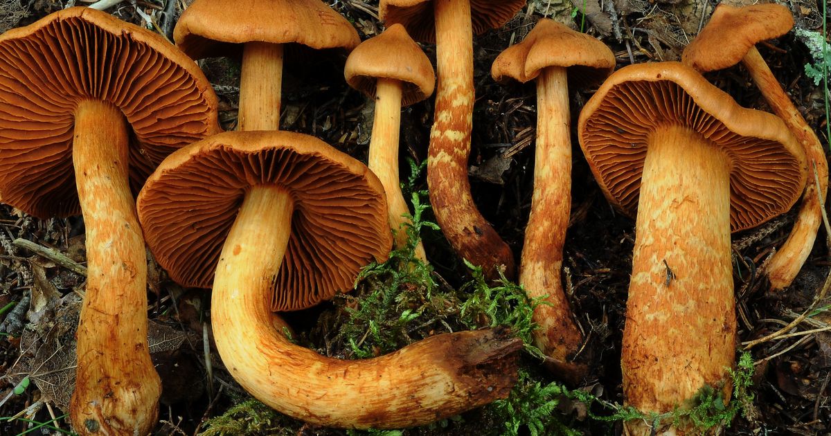 Galerii: surmavalt mürgised seened Eestis - Tervisenõu - Tervis