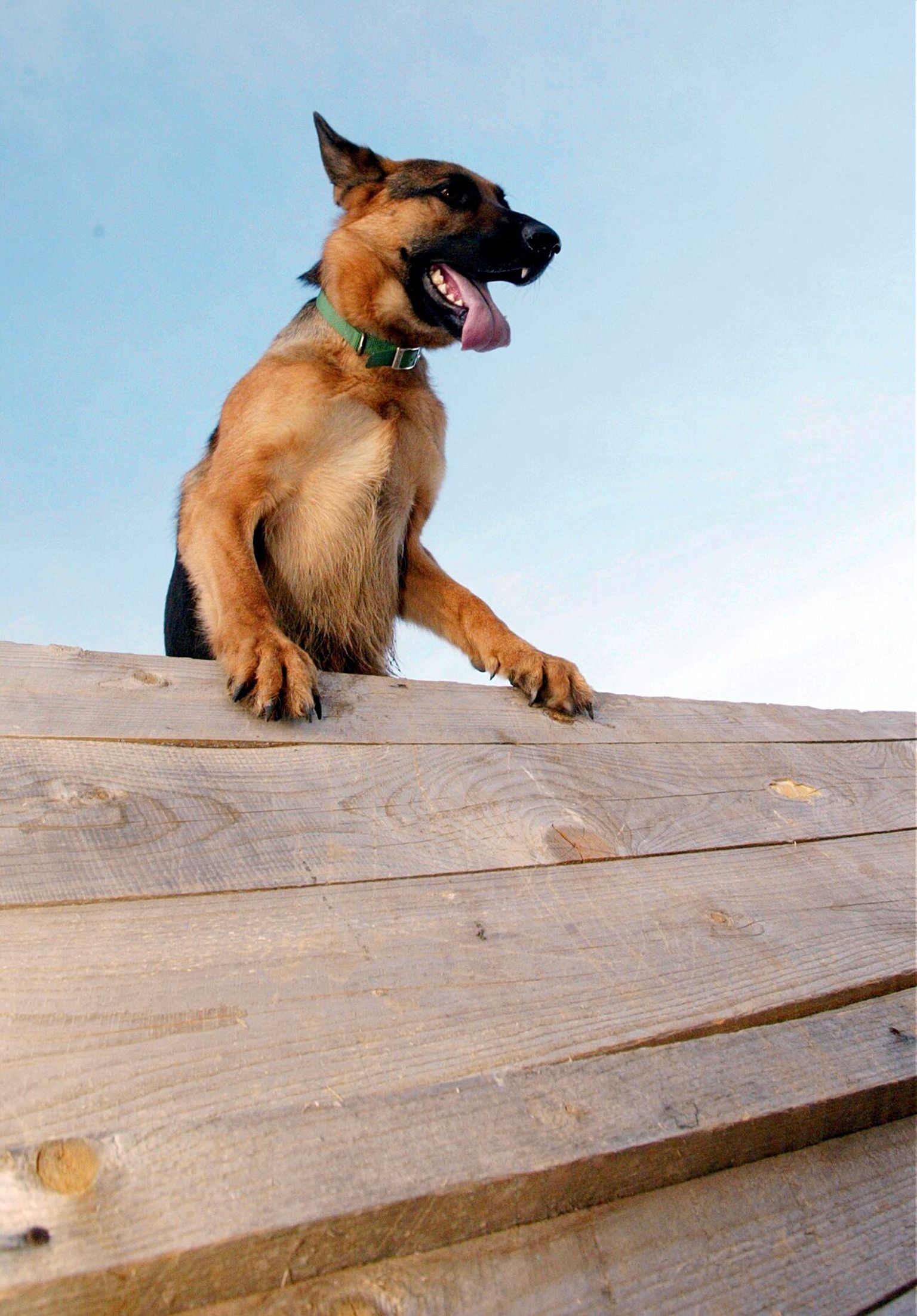 Saksa lambakoer mugavale inimesele ei sobi