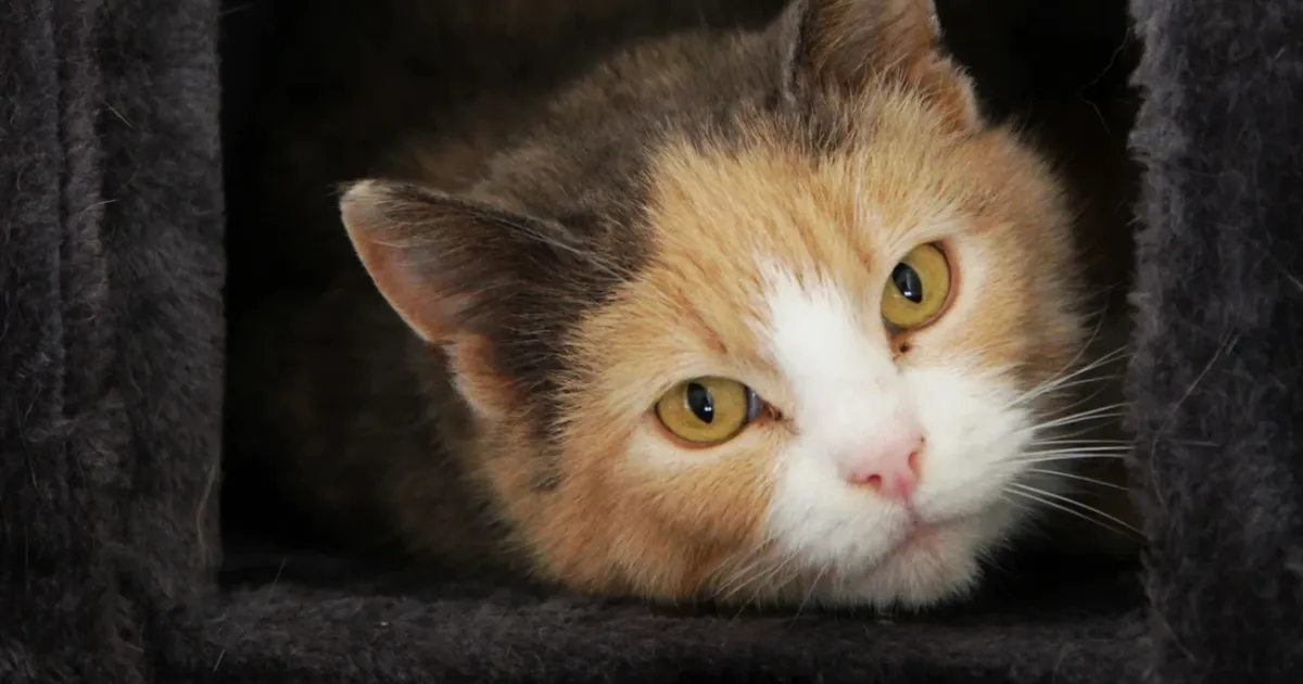 PAKU KODUSOOJA Luisa - kolmevärviline vaba hing, kes otsib oma päriskodu