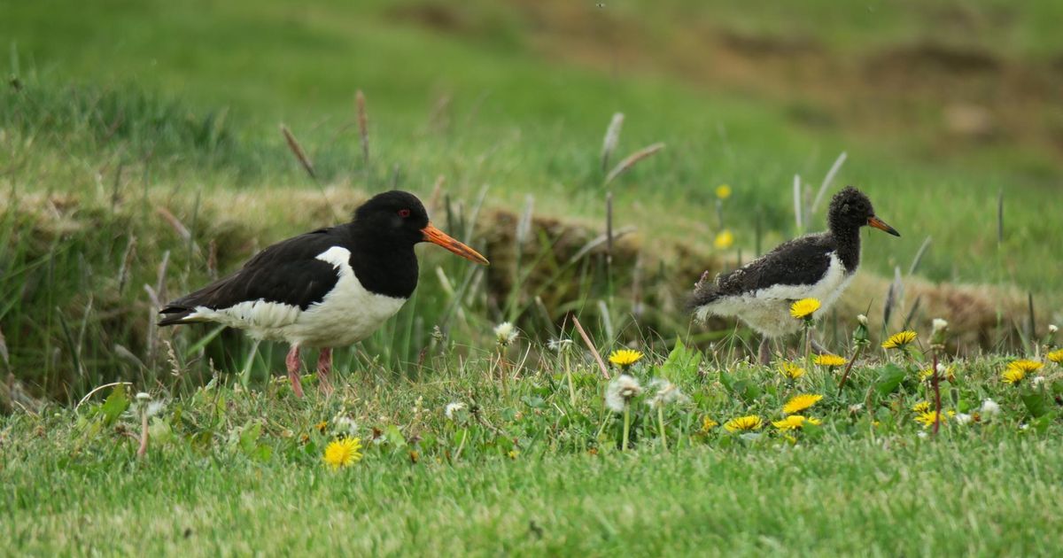 Nädala lind: merisk