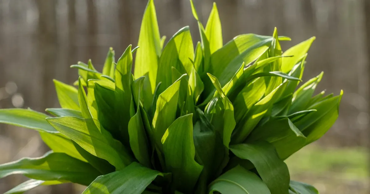 Ettevaatust: mürgised taimed tärkavas looduses