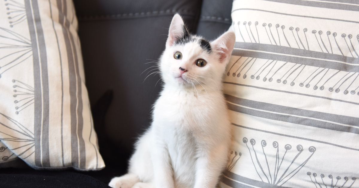 Pildid: kodutust kassist sai Brasiilia advokatuuri ametlik töötaja