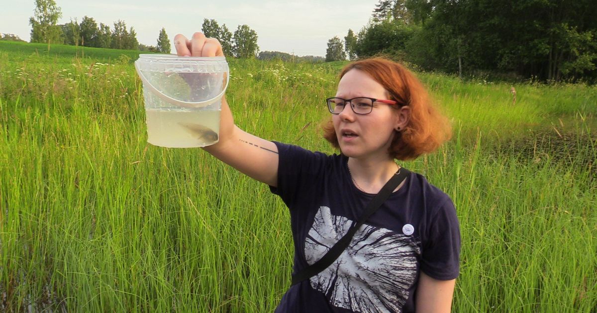 VIDEOLUGU Haruldane mudakonn kipub tiikidest ära kaduma