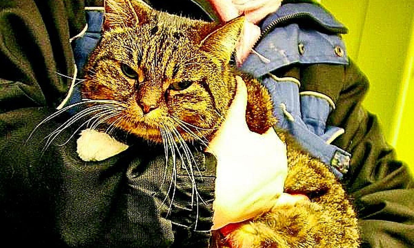 Omapäi kõndiva kassi saatus: rebase hambus või rataste all - Tartu ...