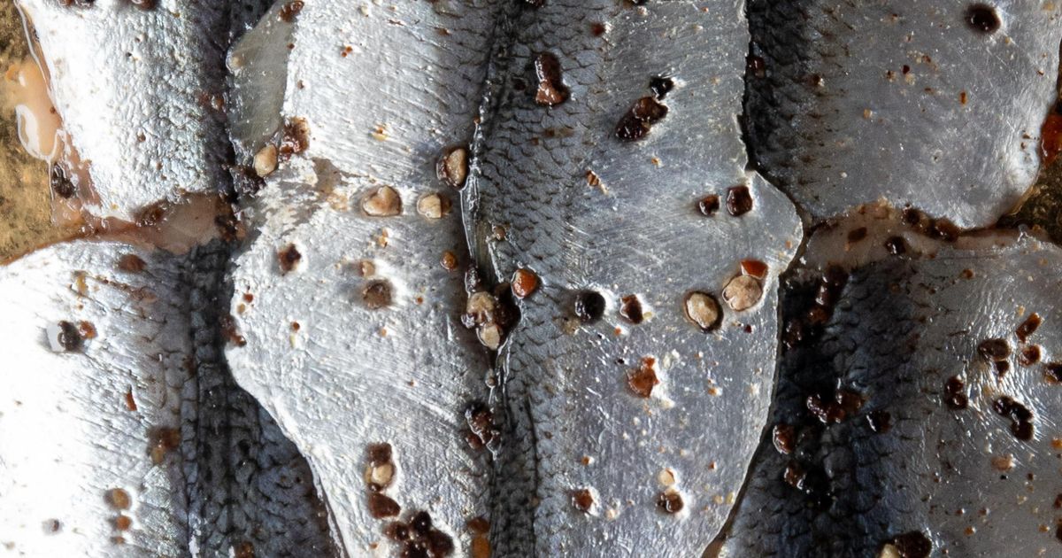 Vürtsikilufileede mekkimine: milline filee maitseb kõige paremini?