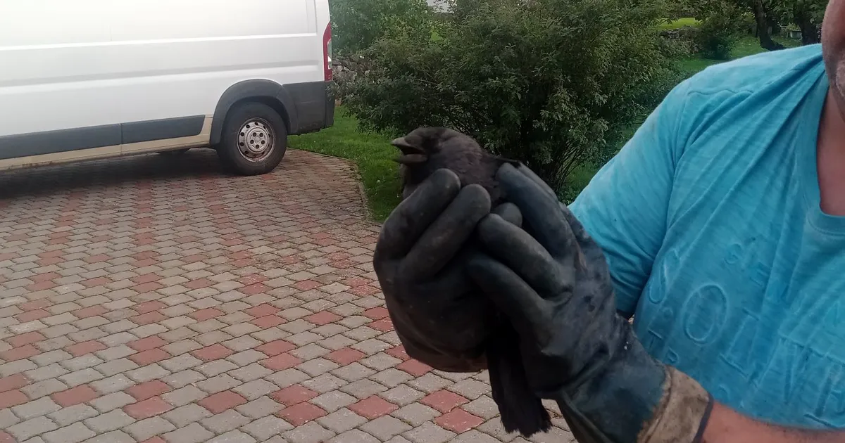 Tormivarju lennanud hakid kukkusid korstnasse