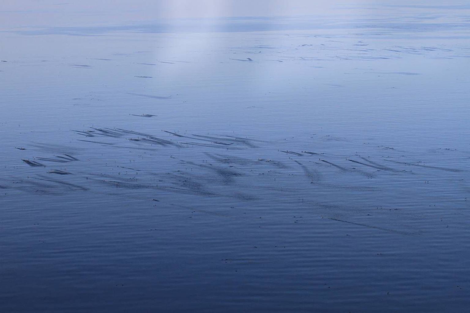 Eestis talvituvad linnud loeti esimest korda üle