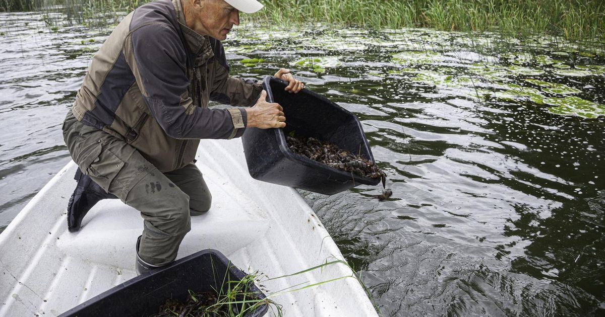 Pärnumaa veekogudesse kolib Pangodist 1500 jõevähki