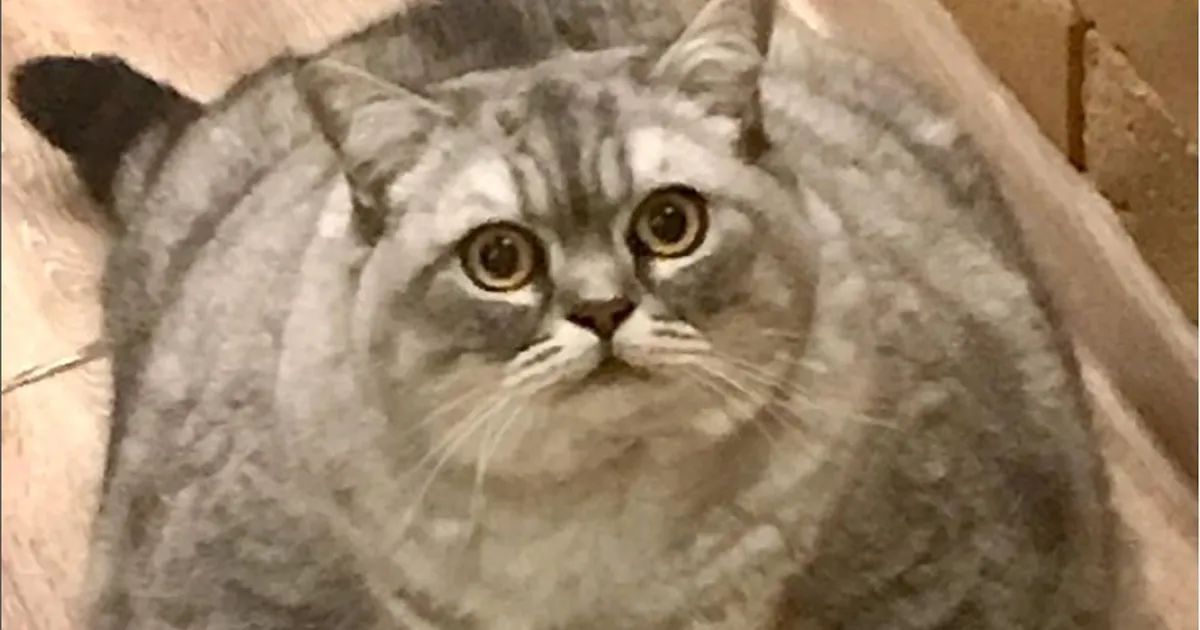 Kas see on maailma kõige paksem kass?