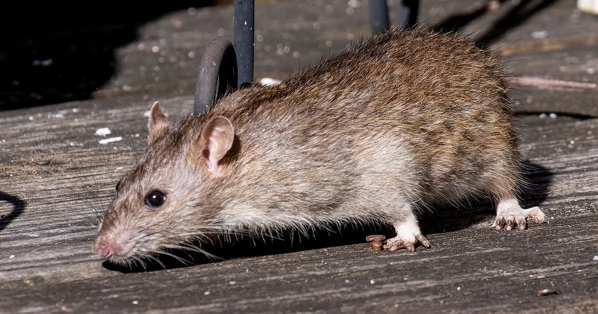 Kuidas hoida rotid aiast eemal ühe lihtsa köögitootega